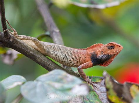 Calotes Versicolor Eastern Garden Lizard Lizard Malaysia