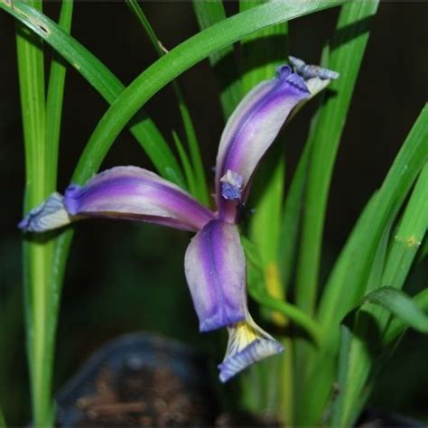 Iris Graminea Plant Production Artisanale