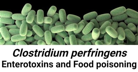 Clostridium Perfringens Enterotoxins And Food Poisoning