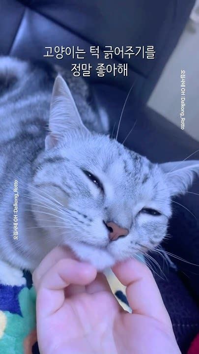 고양이가 좋아하는 턱 긁기💛아~시원해“🪁 Cat Catdaily Youtube