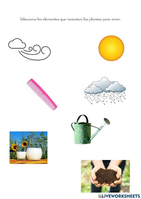 ¿qué Elementos Necesitan Las Plantas Para Vivir Worksheet Place Card