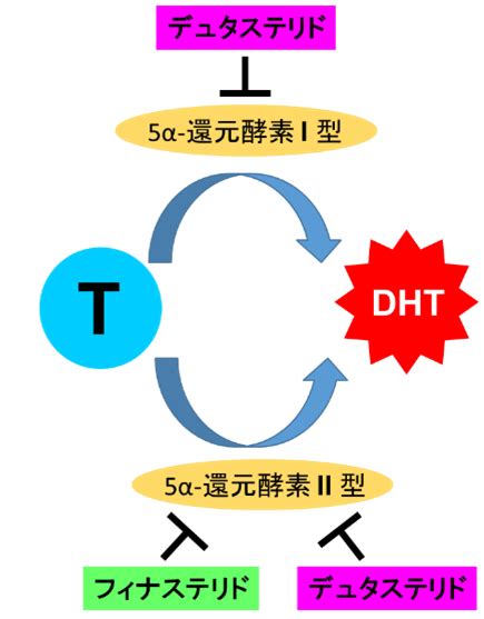 男性型脱毛症 虎ノ門皮膚科・アレルギー科クリニック｜虎ノ門駅徒歩1分 霞ケ関駅・内幸町駅｜日帰り手術