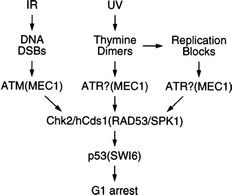 Chk2hcds1 Functions As A Dna Damage Checkpoint In G1 By Stabilizing P53