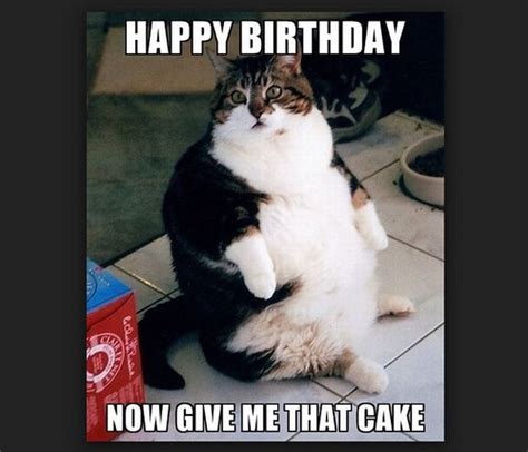 101 Funny Cat Birthday Memes For The Feline Lovers In Your Life Happy