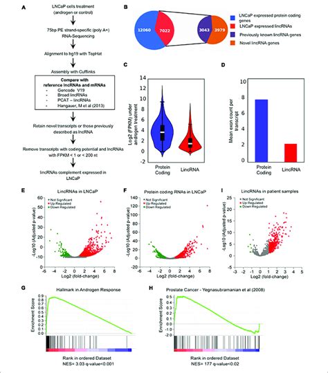 The Androgen Responsive Long Intergenic Non Coding Rnas Transcriptome Download Scientific