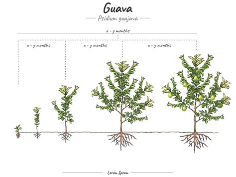 구아바 나무 Psidium Guajava의 성장 단계 프리미엄 벡터