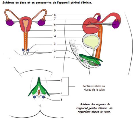 Diagramme de 4ème Organisation de l appareil génital féminin Quizlet