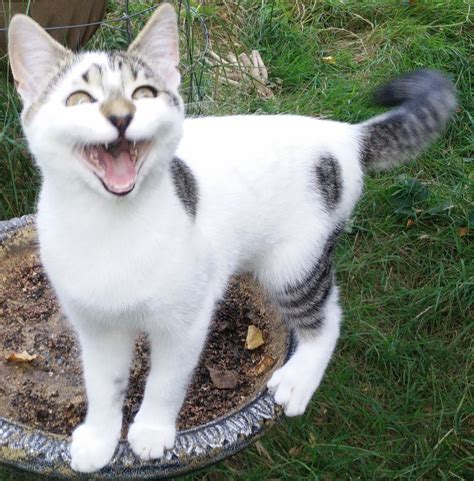 Cat Elizabeth Aka Mme Bình Blank Template Imgflip