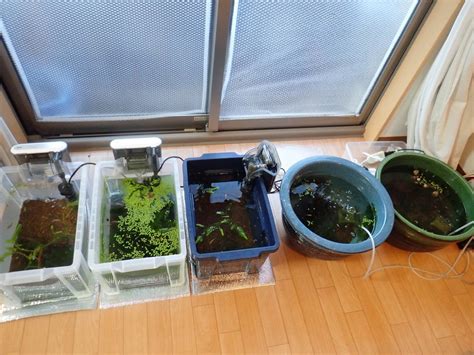 メダカとレインスーツ プラチナエイジの豊かなひとり暮らし