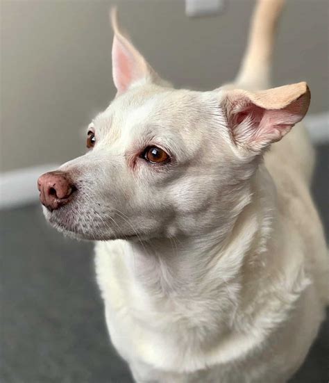 64 Cutest Corgi Mixes Youll Want To Adopt With Pictures