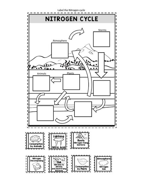 Nitrogen Cycle Worksheet Worksheets Library