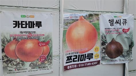 항암저장양파저장양파장열대파적양파 현장 및 택배 주문 받습니다 Youtube
