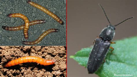 Getting To The Root Of The Problem Learn To Identify Vegetable Insec Floral Acres Greenhouse