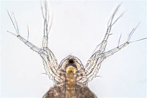 물 벼룩 는 교육을위한 현미경보기에서 작은 플랑크톤 갑각류입니다 Stem 주제에 대한 스톡 사진 및 기타 이미지 Stem