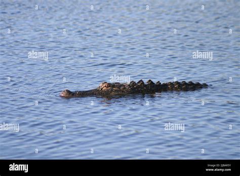 Lake Shelby Wetlands In Gulf Shores Alabama Usa At Gulf Shores State