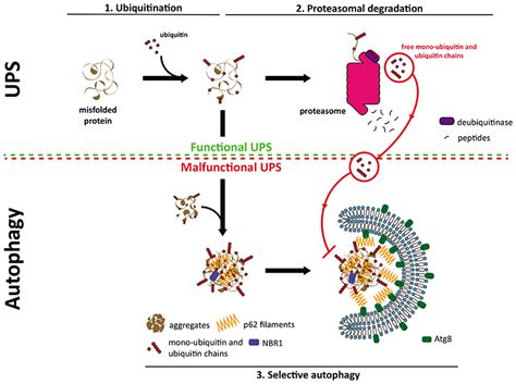P62 Mediated Phase Separation At The Intersection Of The Ubiquitin