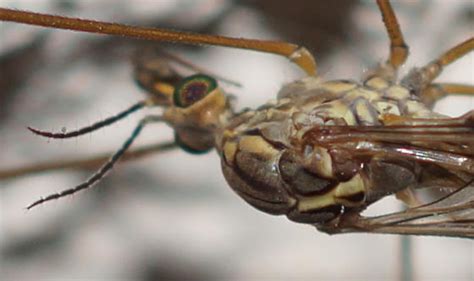 Tipulid Bugguide Net