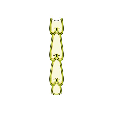 Lymphatic Vessel Vector