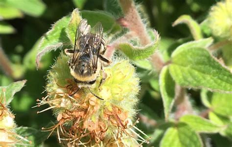 Top 10 Oregon Native Plants For Pollinators Week 4 Garden Ecology Lab