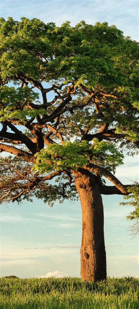 Tree Grass Sky Wallpaper 720x1600 Samsung Galaxy A12 A21s Huawei