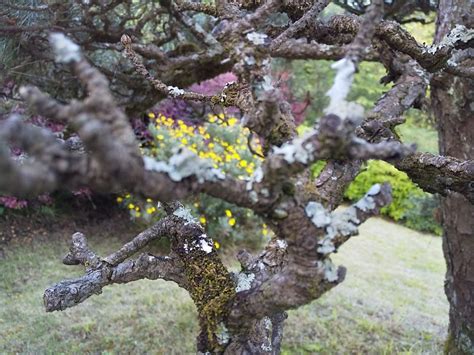 わが家の松の木に白いものが・・ ワイワイだより
