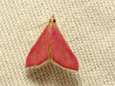 Pyrausta Inornatalis Picture Insect