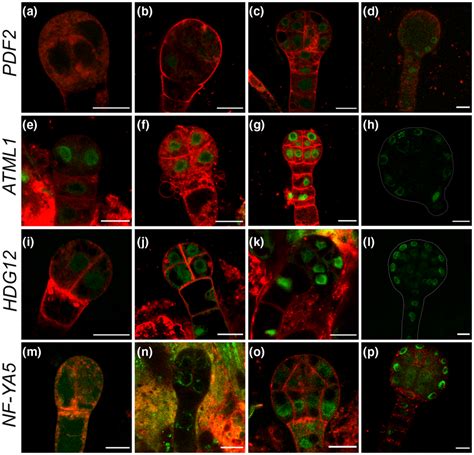 Repression Of Epidermal Cell Layer Enriched Tf Genes Occur In The Inner