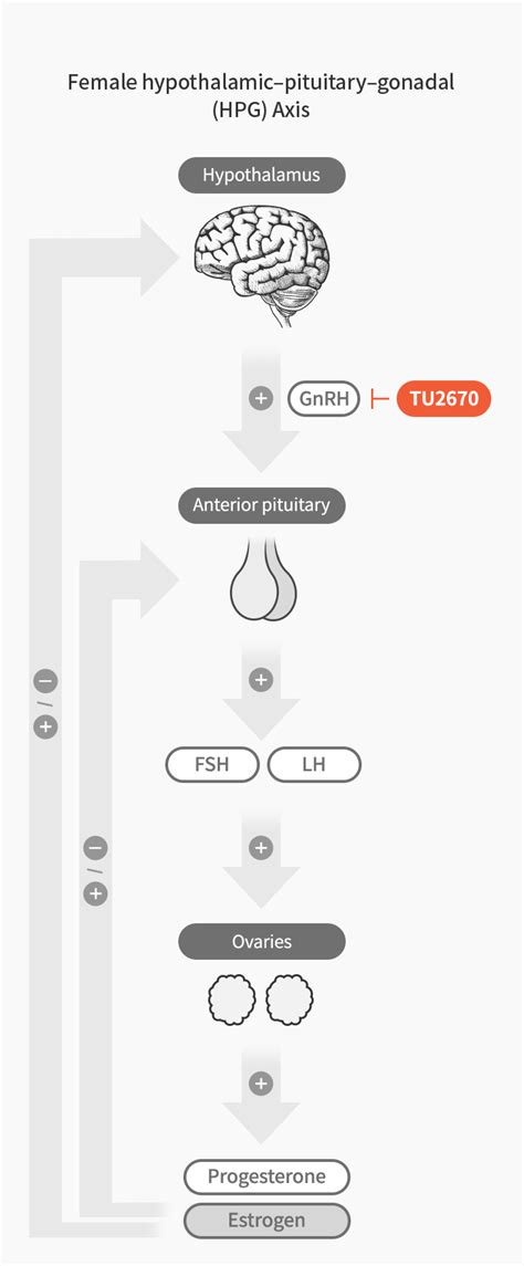 PIPELINE R D Tiumbio
