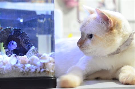 Cichlid 물고기 과학적인 이름가 성 혈의 Demasoni 고양이와 물고기를 닫습니다 수족관 안에 있는 블루 피쉬를 바라보는