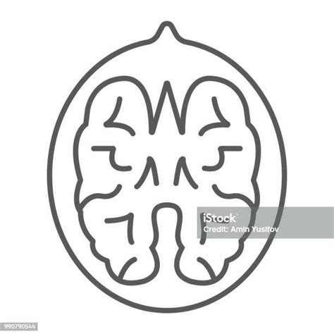 核桃細線圖示 蔬菜和堅果 素食符號 向量圖形 一個線性模式在白色背景 Eps 10向量圖形及更多互聯網圖片 互聯網 健康的生活方式