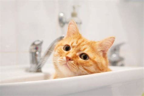 Gatto Rosso Curiosità E Caratteristiche Dei Mici Dal Manto Fulvo