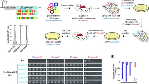 Strategy For Selecting Functional Proteins From A Random Sequence
