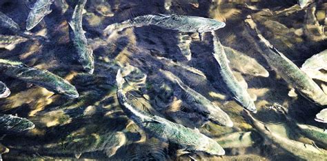 Aquaculture Concerns ~ Boating Nz