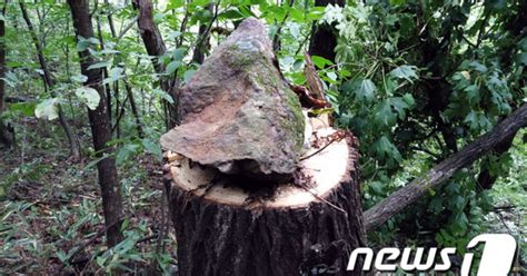 인제국유림관리소 10일까지 산림 내 불법행위 기동단속