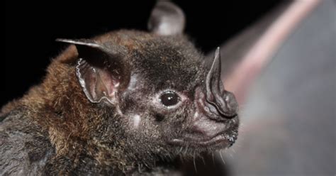 How Echolocation Works In Bats