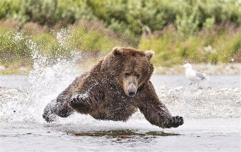 먹을꺼얏” 연어 잡으려 공중 점프한 180kg 거대 회색곰 인사이트
