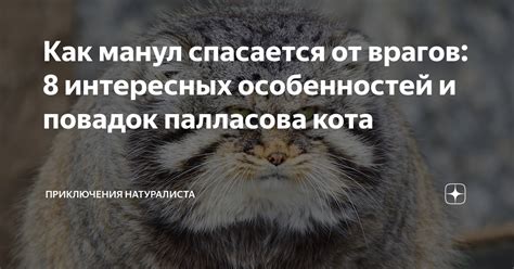 Как манул спасается от врагов 8 интересных особенностей и повадок