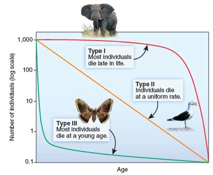Survivorship Curves All Types And Their Important E Vrogue Co