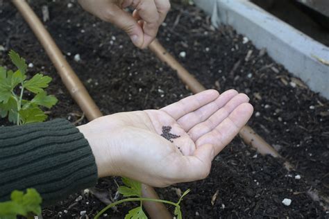 A Love Affair With Growing Turnips
