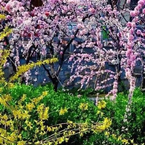 本周开启升温模式，周四最高到15℃！出游踏青可以约啦~夜间气温地区