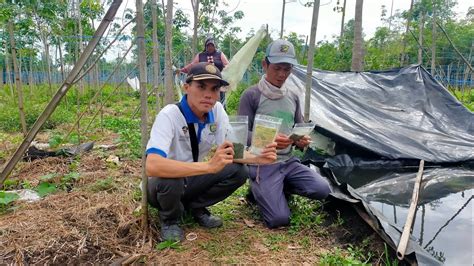 Uji Virulensi Jamur Trichoderma Bubuk Dalam Mengendalikan Penyakit Pada