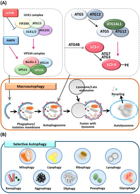 Cells Free Full Text Roles Of Autophagy Related Genes In The Pathogenesis Of Inflammatory
