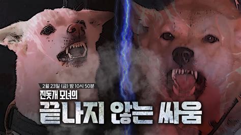 예고 세상에 나쁜 개는 없다 진돗개 모녀의 끝나지 않는 싸움 Youtube