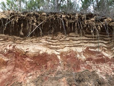 Soil Science Week 3 4 Flashcards Quizlet