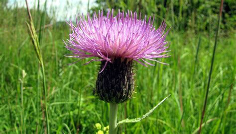 The Biology Of Dandelions