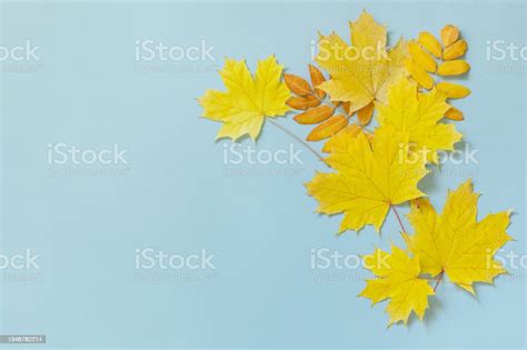 가을 구성 단풍 나무와 푸른 종이 배경에 로완 잎을 떠난다 크리에이티브 탑 뷰 플랫 레이 0명에 대한 스톡 사진 및 기타 이미지