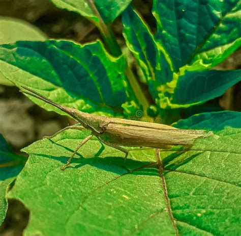 Longheaded Grasshopper Or Chinese Grasshopper Also Called Locust Acrida Cinerea Sitting On Longheaded Grasshopper Or Chinese Grasshopper Also Called Locust Acrida Cinerea Sitting On