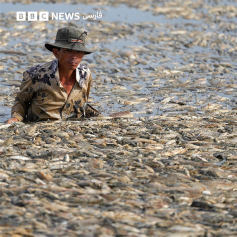 Bbc News فارسی این تصاویر صدها هزار ماهی مرده را در یک