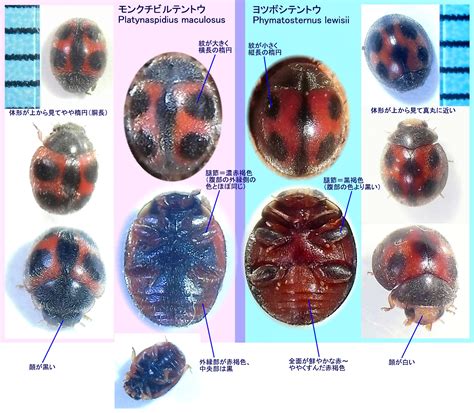 東京23区内の虫 2 ヨツボシテントウ