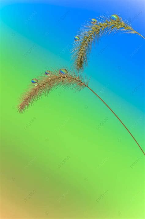 Gradient Background With Feather Grass And Water Droplet Photo And